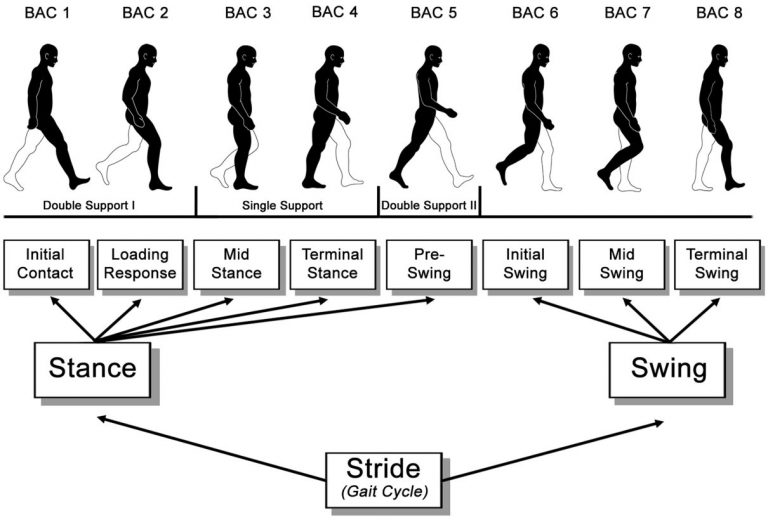 Phases of the Gait Cycle: Gait Analysis » ProtoKinetics